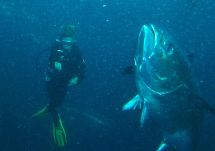 Bucear entre atunes de 250 kilos, lo último en la Costa DoradaDiarioAbierto