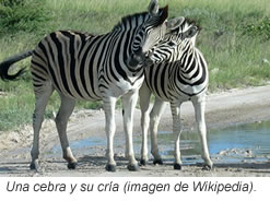 Los insectos explican por qué las cebras tienen rayasDiarioAbierto