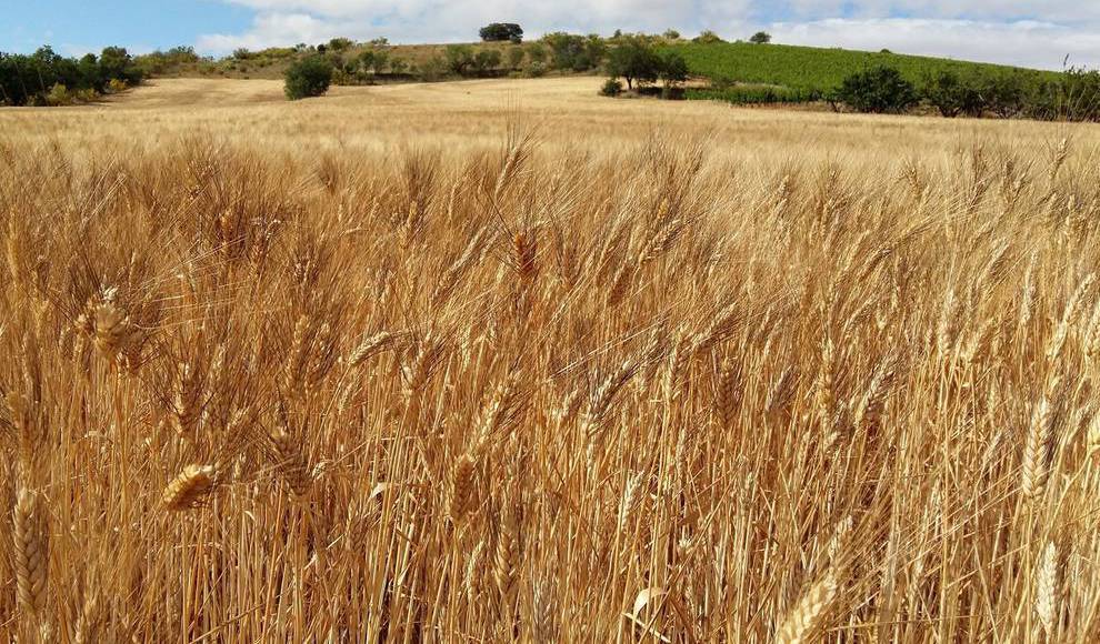 El cambio climático generará insectos devoradores de cultivos y mermará ...