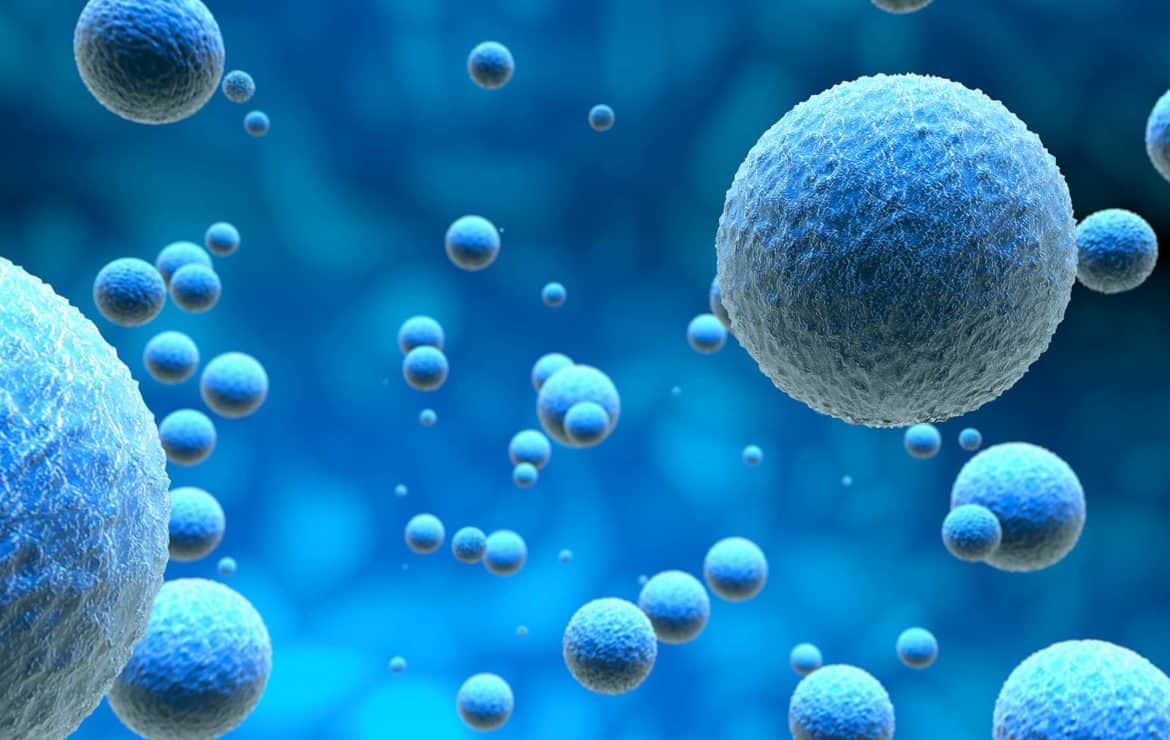 Descubren una proteína celular clave para mantener las células madre de ...